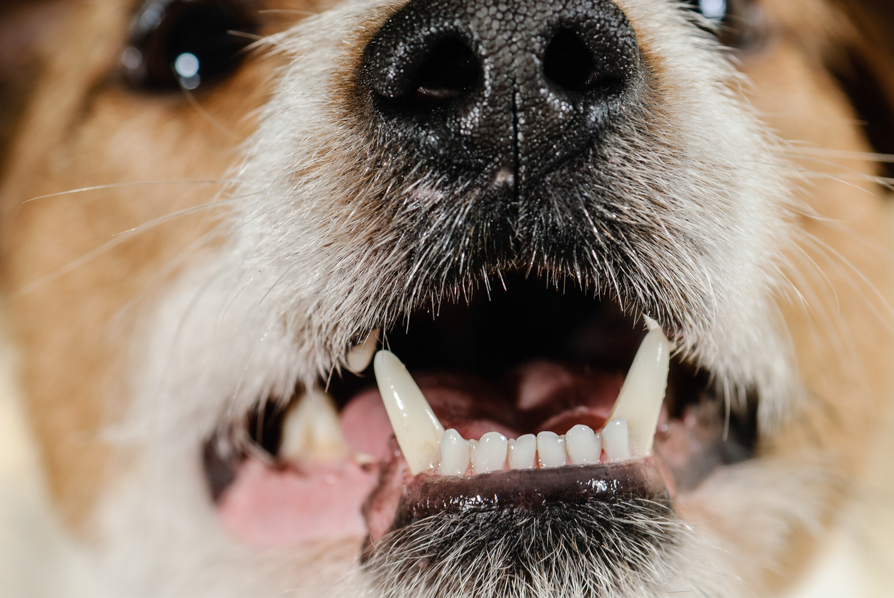 How many teeth do dogs have? - Advice - Vital Pet Club