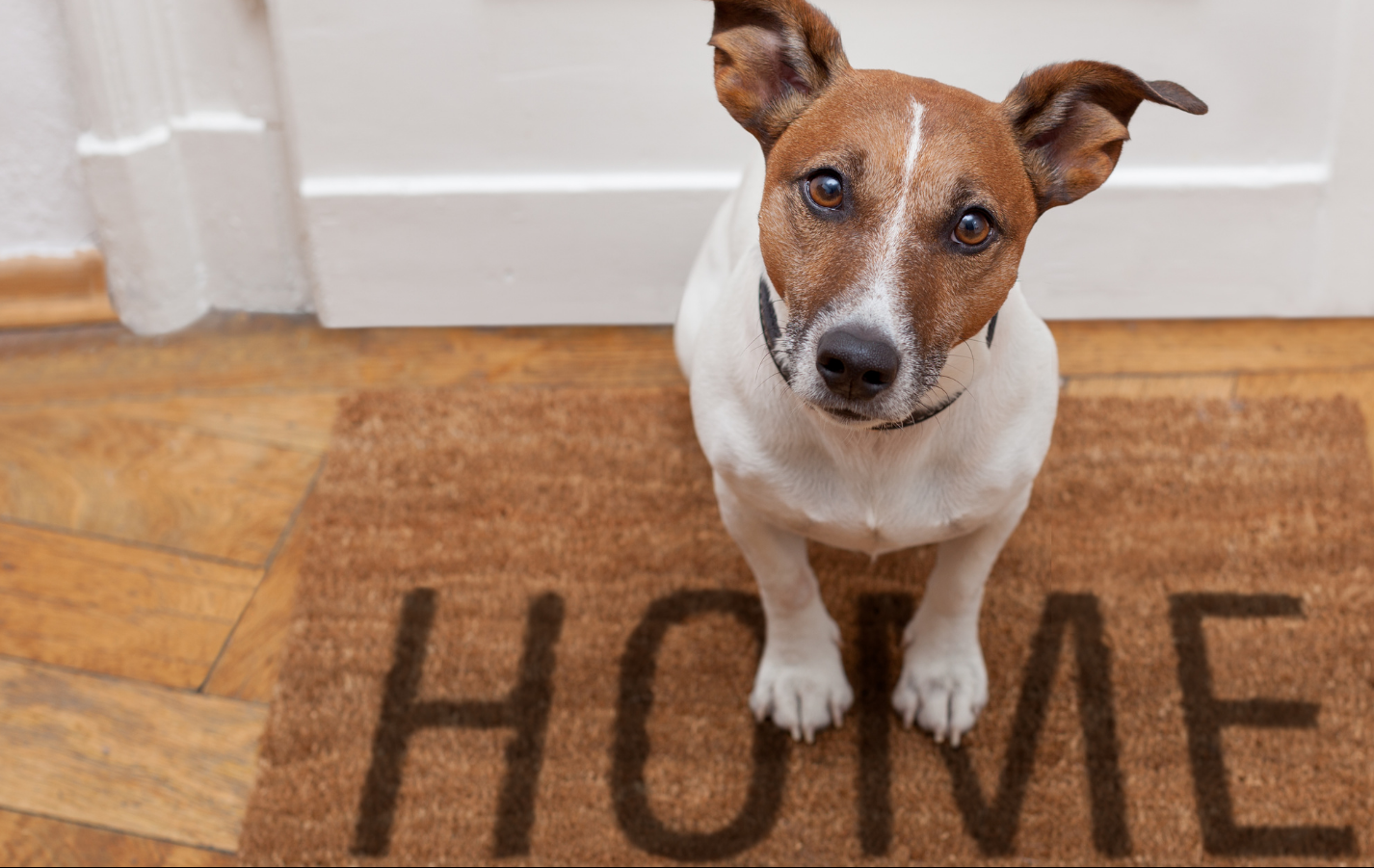 How to get a dog - Pet Advice Articles - Vital Pet Club