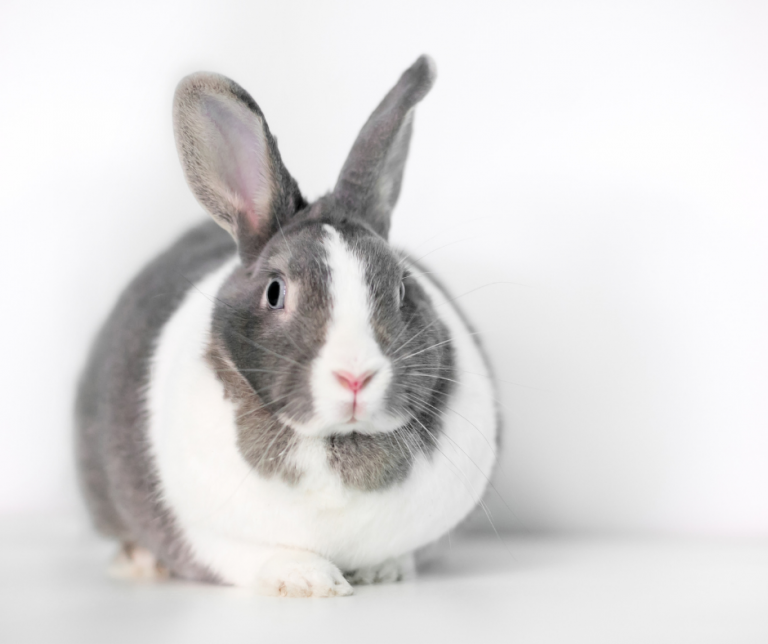 Is my rabbit overweight? - Small Pet Advice - Vital Pet Club