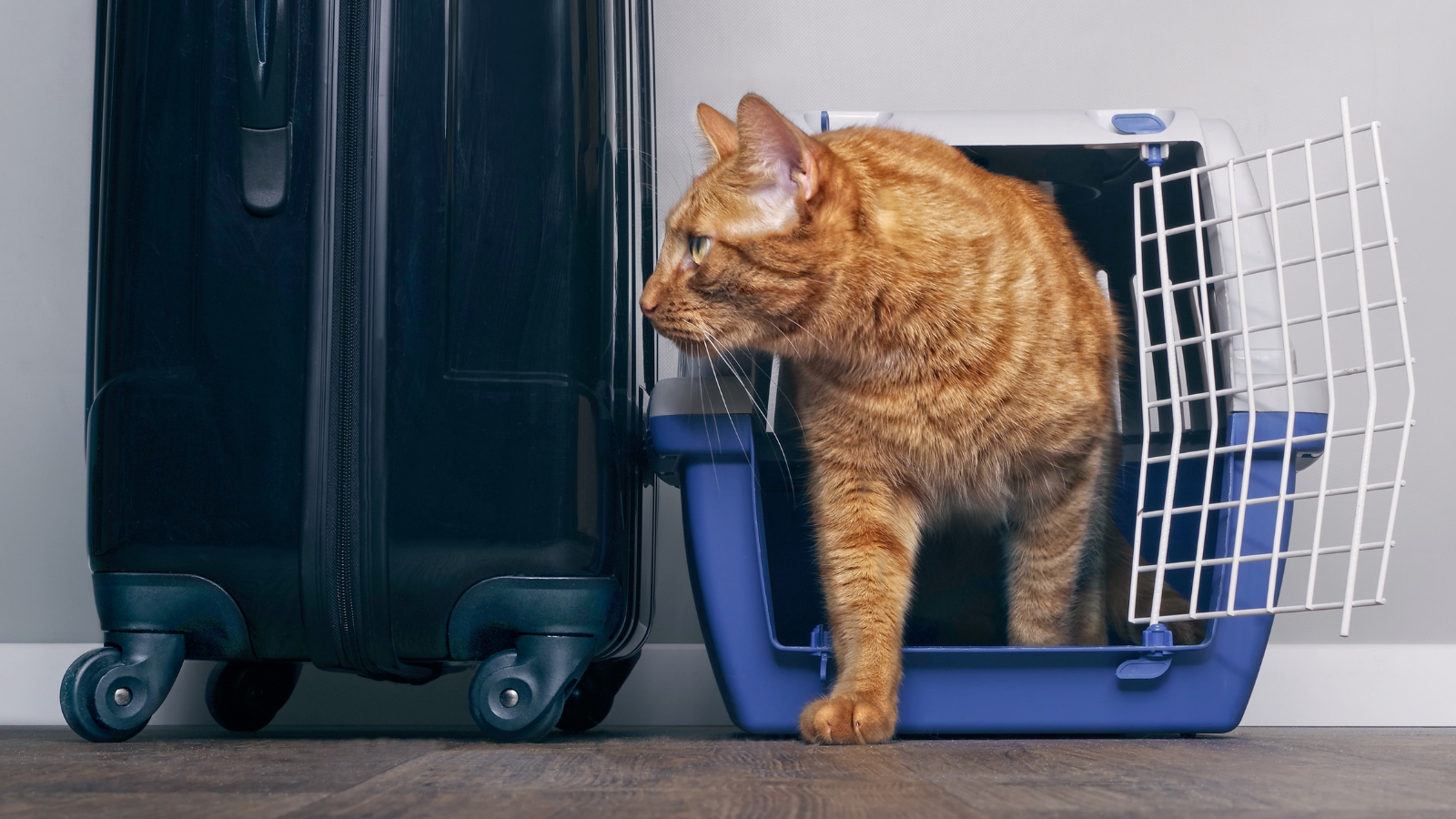 How to find a great cattery - Advice - Vital Pet Club