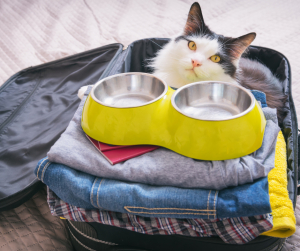 How to find a great cattery - Advice - Vital Pet Club