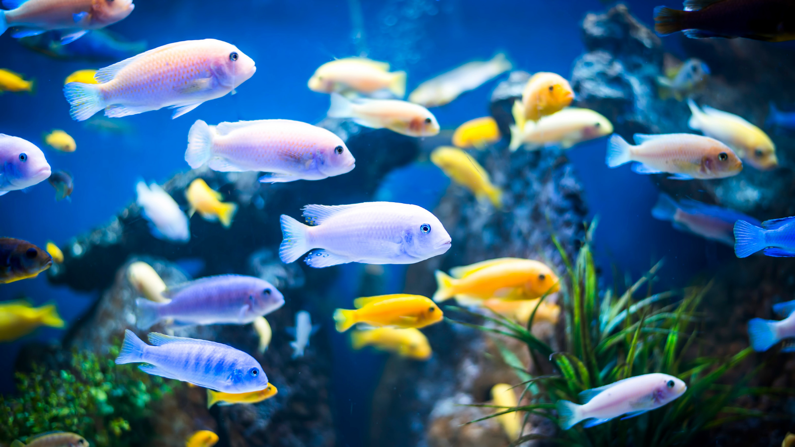 Your guide to the behaviour of fish - Vital Pet Club - Expert Pet Advice Your guide to the behaviour of fish - Vital Pet Club - Expert Pet Advice