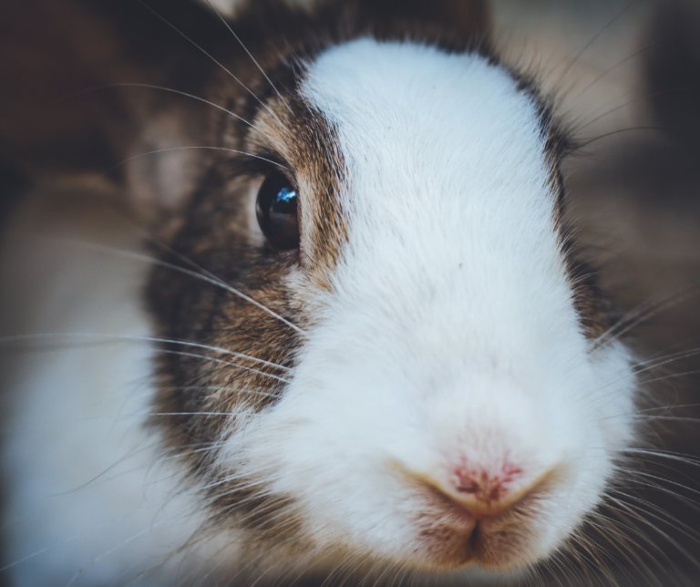 Flystrike in guinea pigs and rabbits - Vital Pet Club - Expert Pet Advice
