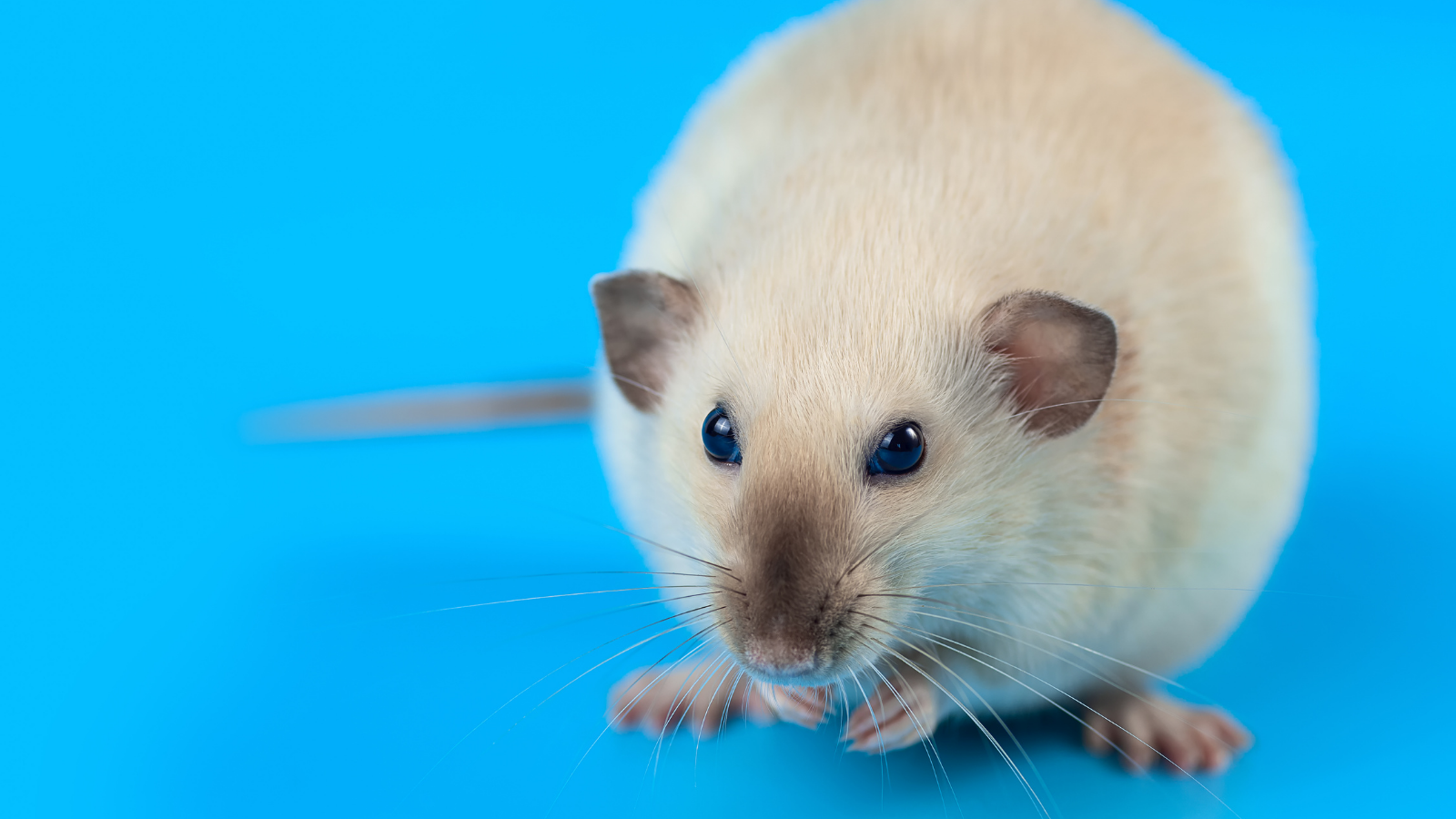 Rat training - Vital Pet Club - Expert pet advice from vets