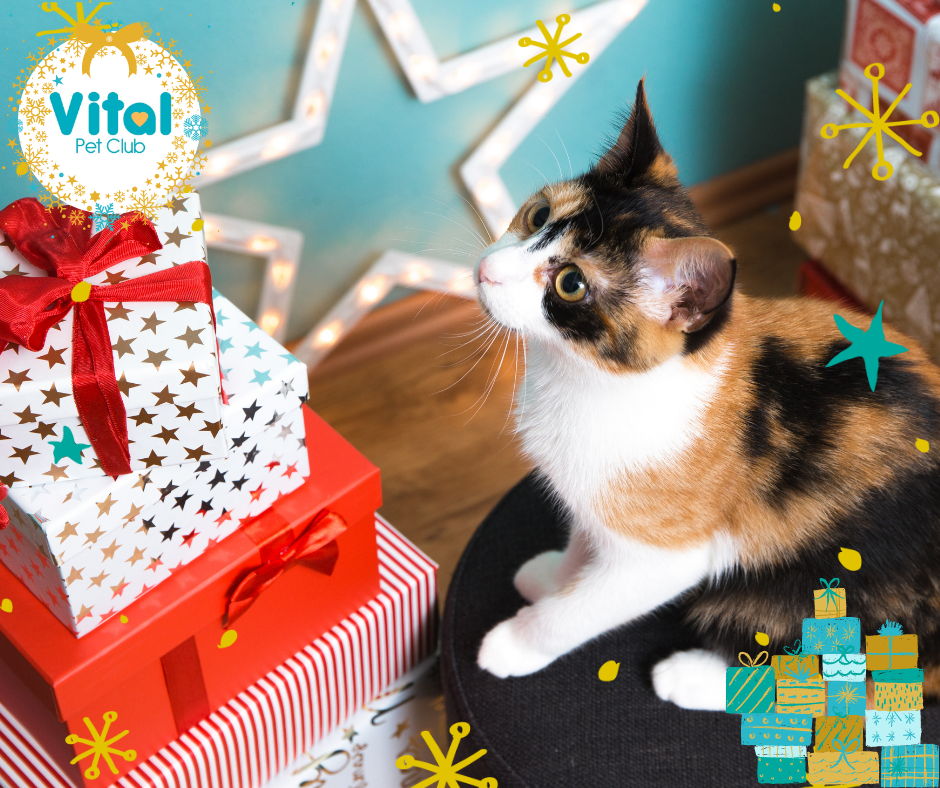 Your guide to Christmas cat gifts - Vital Pet Club - Expert pet advice