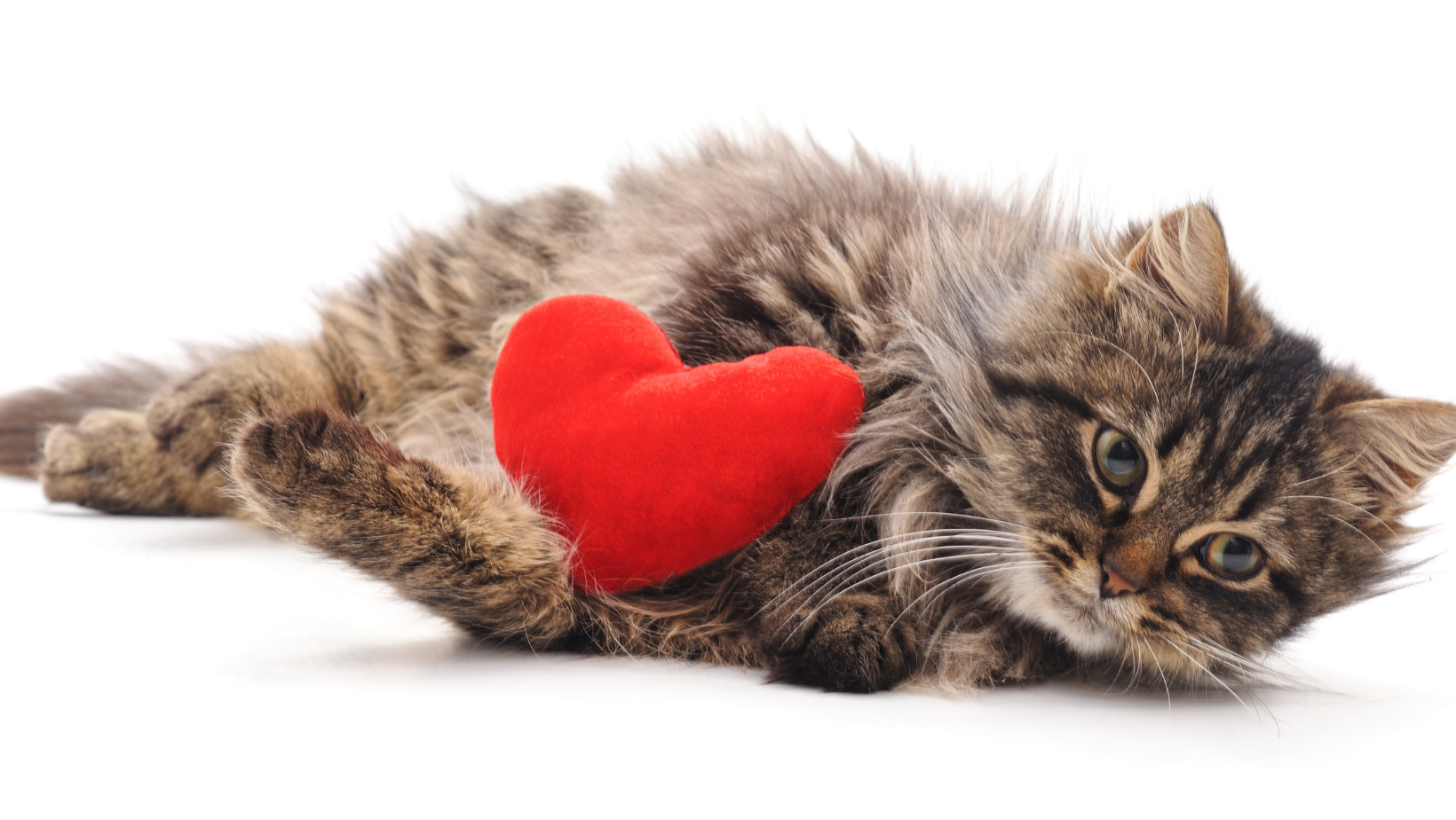 Signs that your cat loves you - Vital Pet Club - Expert pet advice from ...