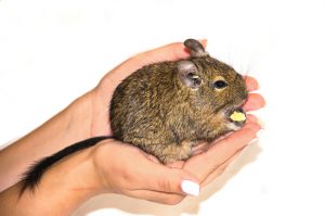 5 Fun Facts About Degus - Vital Pet Club - Expert advice from vets