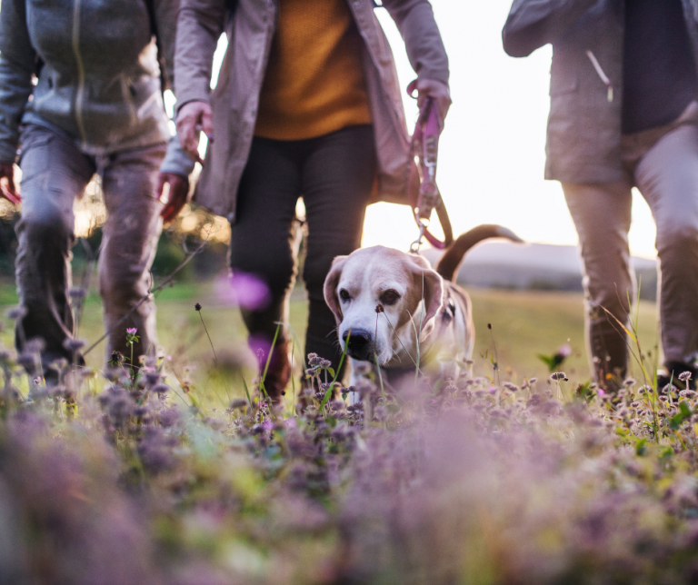 Top 10 affordable pet care tips - Vital Pet Club - Expert pet advice